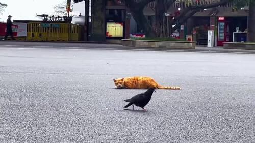 盘点那些猫咪的高能时刻