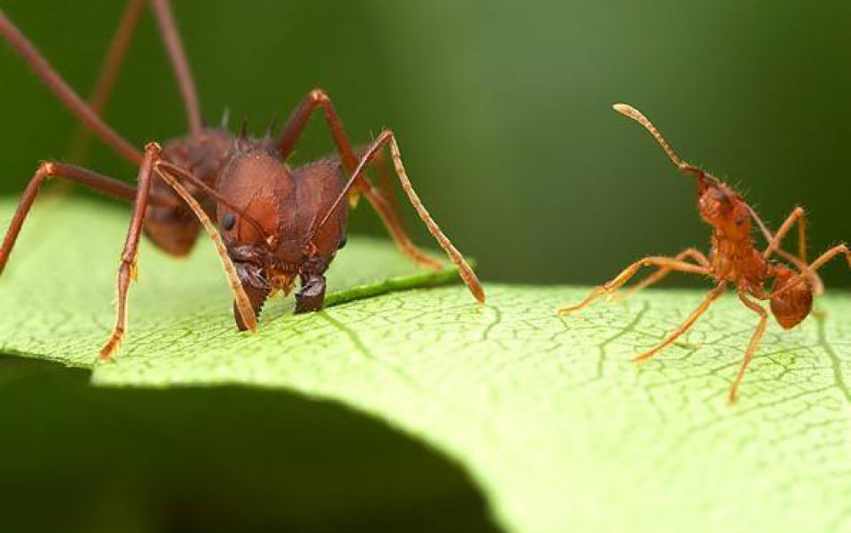【2分钟蚂蚁百科】第一期:神奇的切叶蚁