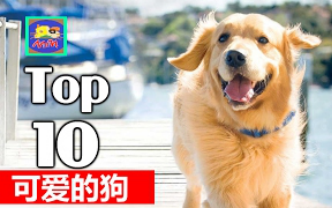 【转载】狗狗大排行