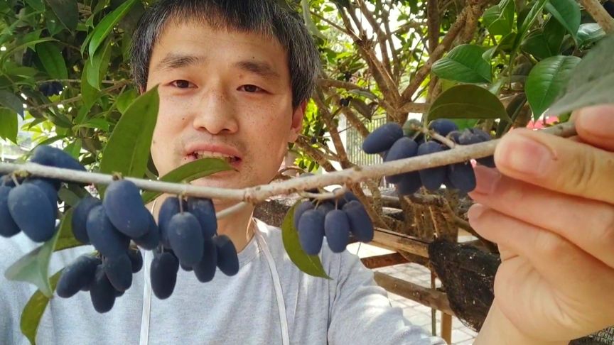 果子一串一串的像“葡萄”,挂果量喜人,但不知桂花果有什么用途