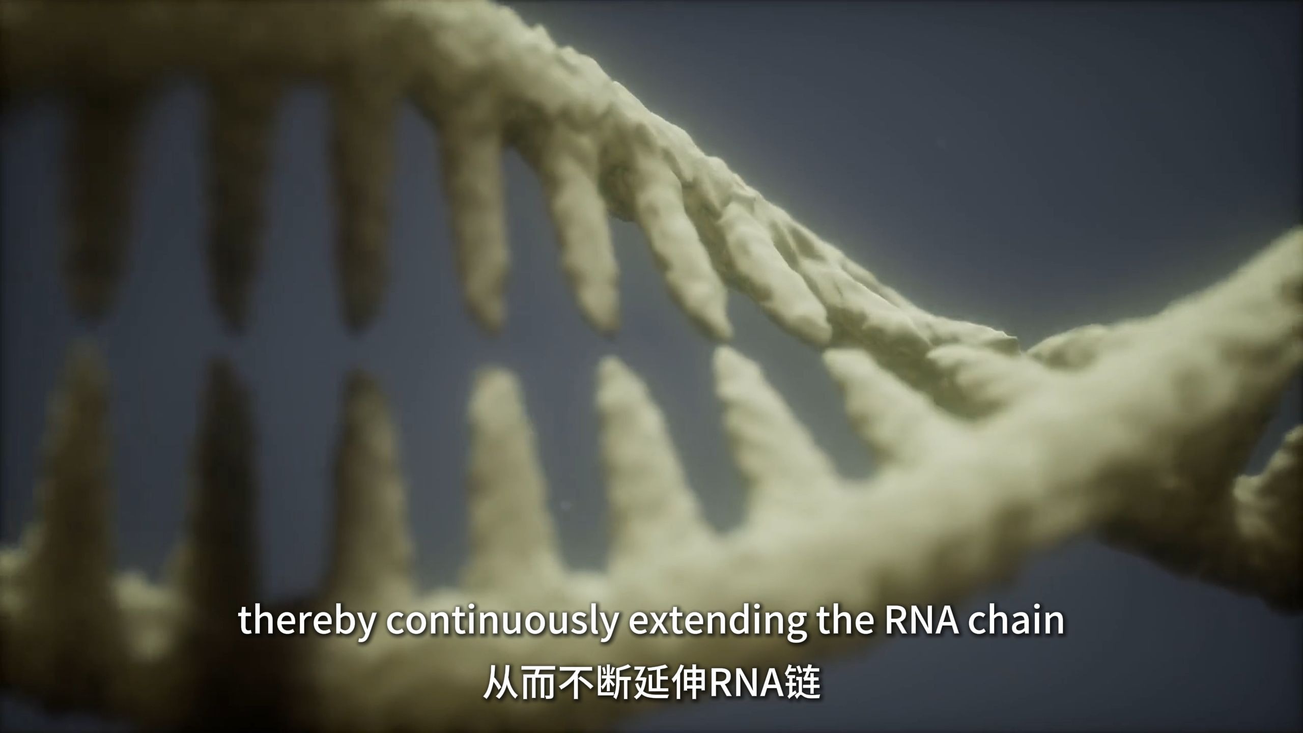 原核生物转录过程