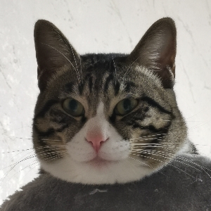 天天和金条 