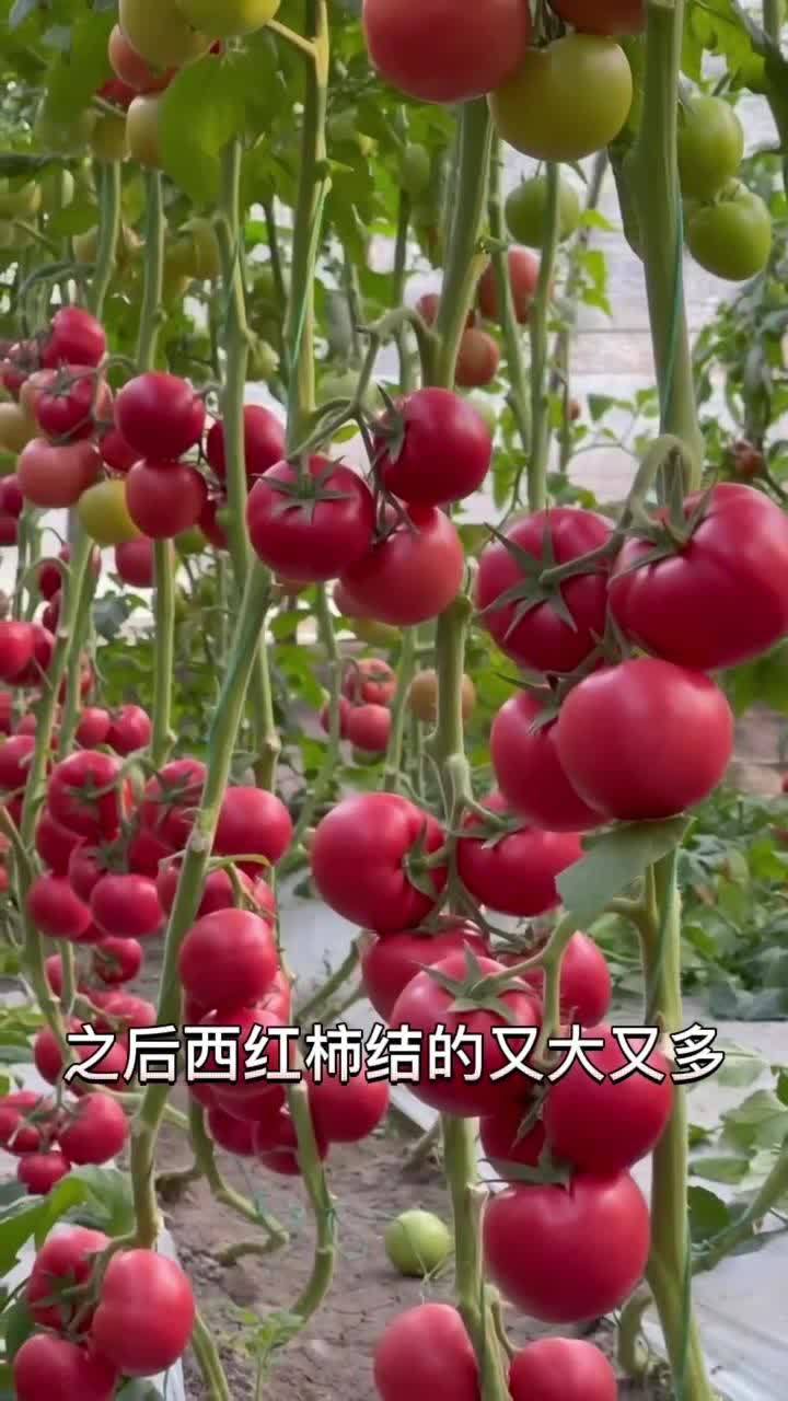 如何让番茄高产种植小技巧番茄种植西红柿种植
