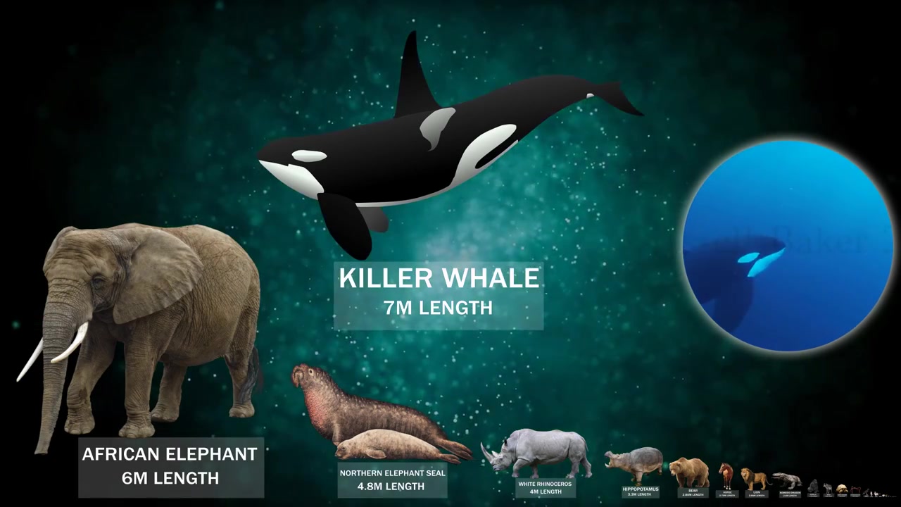 全世界动物大小比较