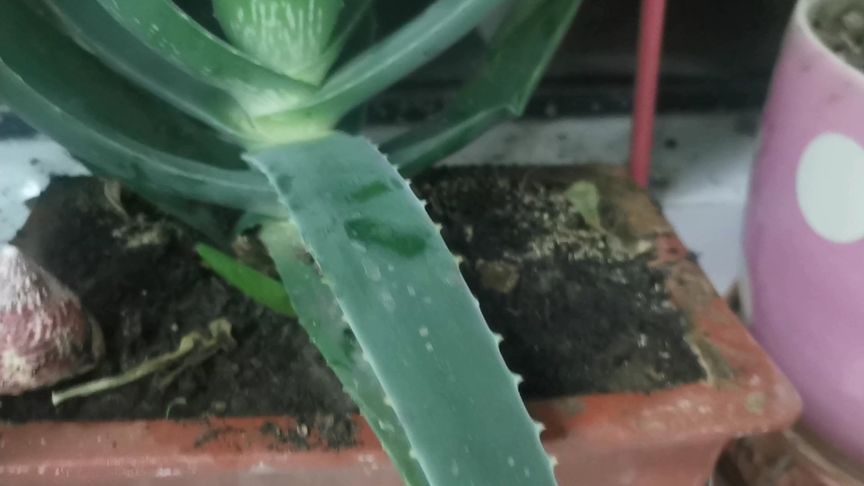这么肥的芦荟可以摘下来擦脸啦
