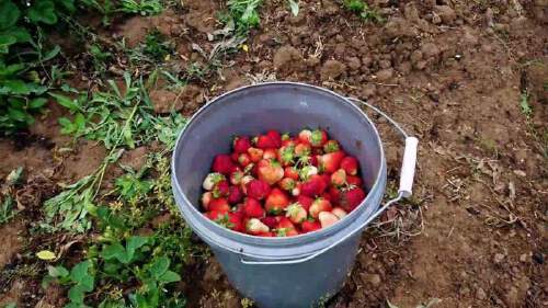 草莓价格暴跌!小伙垂头丧气说出背后真相