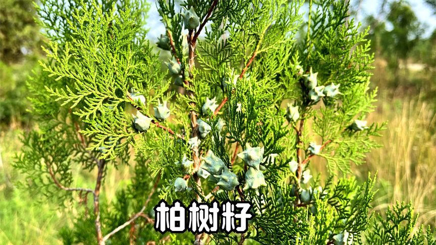 20元一斤的柏树籽,市场供不应求,看看有啥用途?