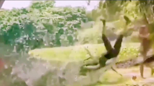 情侣在泳池游泳,突然闯进鳄鱼遭到攻击