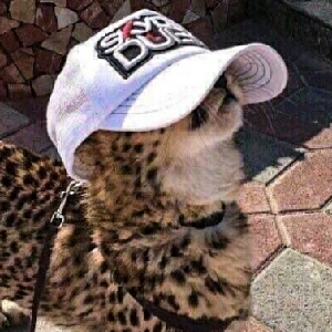 这个函数 