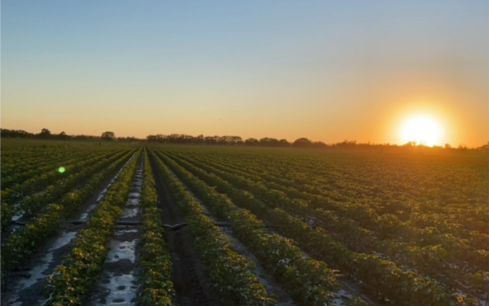 #新疆棉花#生长周期全过程,随时更新!机械化农业!
