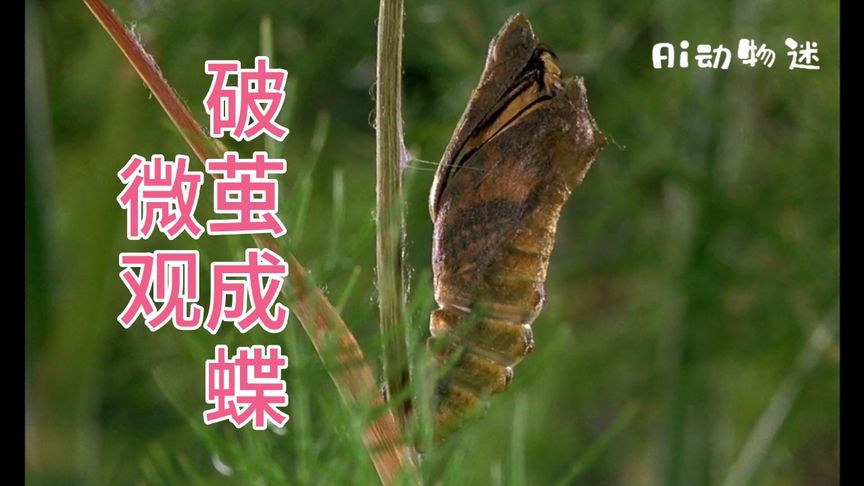动物世界:微观破茧成蝶过程!