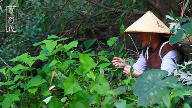苦荞你见过吗?它的作用你绝对想不到,赶紧来了解下