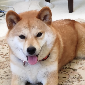 吴儁 