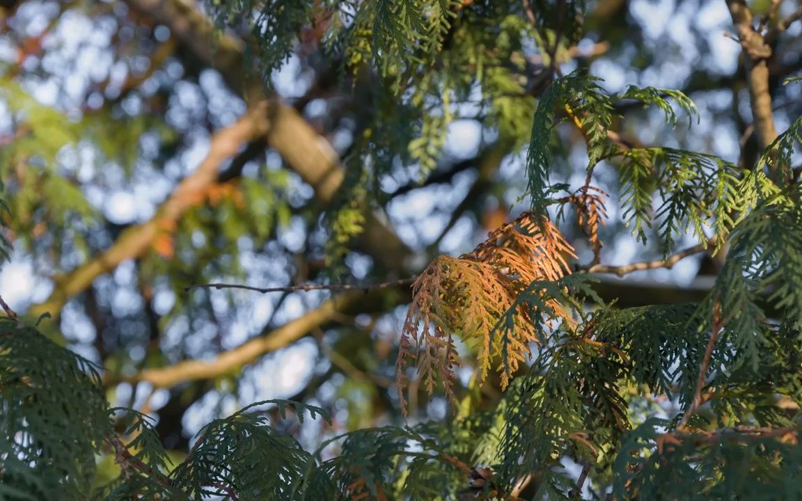 ...树叶森林阳光空镜头树林绿色环保松树柏树美好生活视频素材 led大...