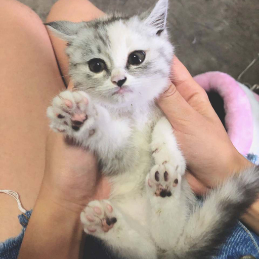 小心我的铁拳嗷 
