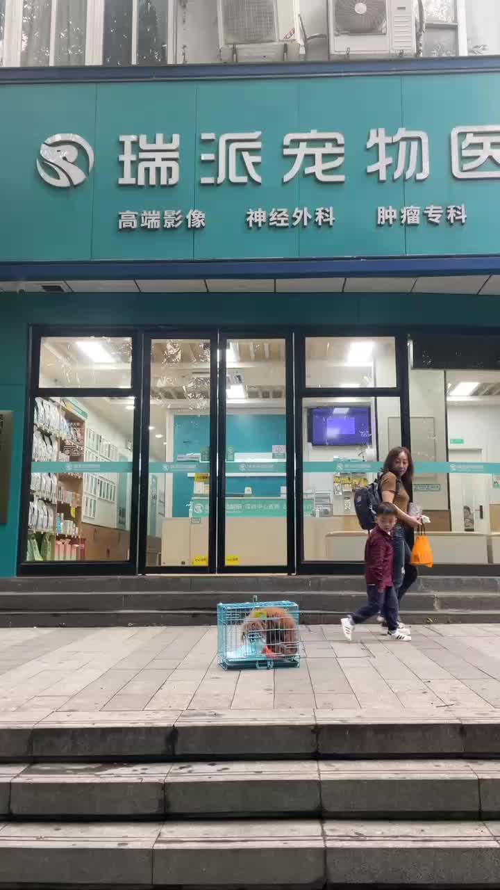 狗狗被狠心主人从楼上扔下来,受伤地方已经长蛆,狗狗好几天都在坚强...