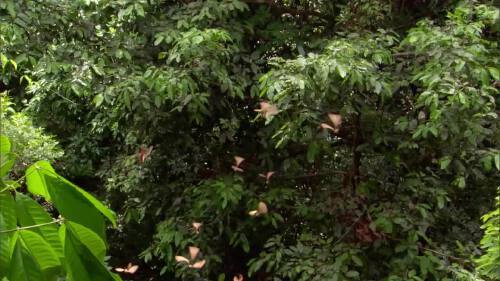 植物界中奇妙的传播方式大自然真是美丽又壮观