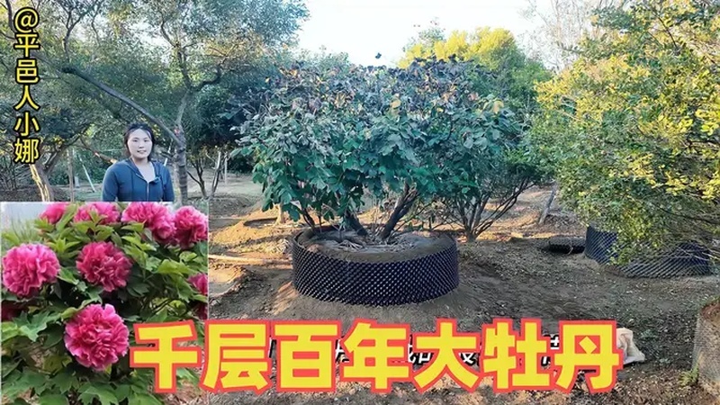 大姐说:秋天是牡丹移栽的最佳季节,她已经种好了几棵百年大牡丹