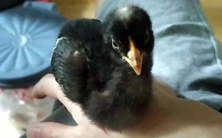 真实模拟母鸡体验,身上爬满小鸡