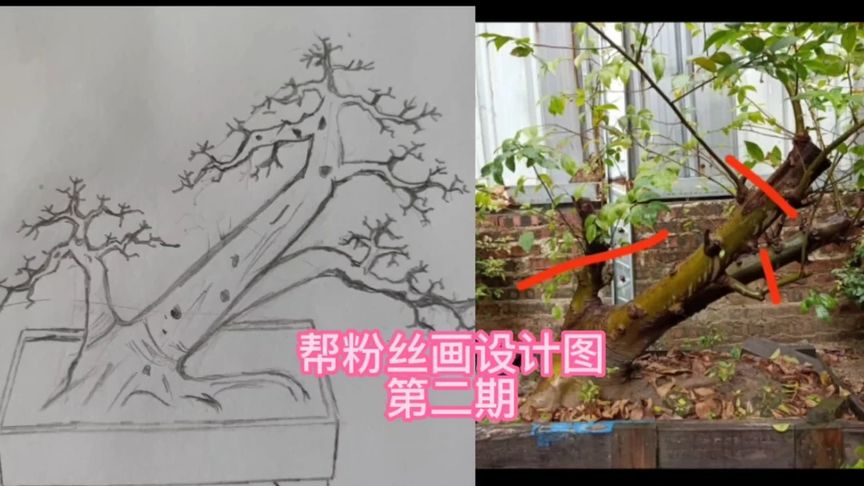 帮粉丝画设计图(二)虎门大炮朴树如何设计?