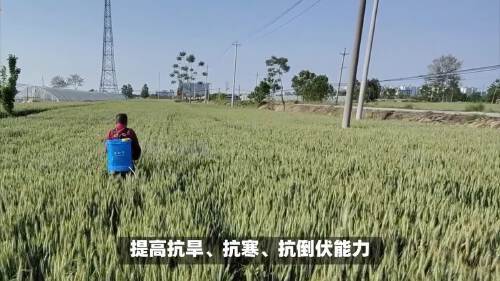 磷酸二氢钾配尿素的作用,磷酸二氢钾配尿素的使用方法