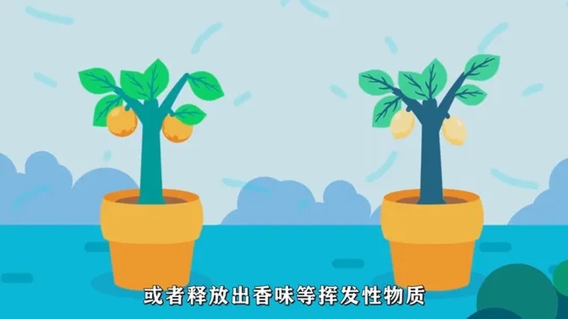 科学果实和种子的传播