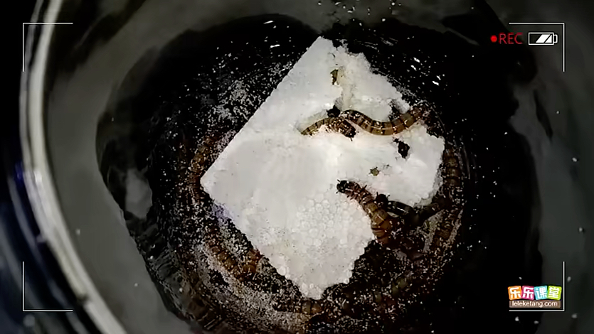 初中生物 八年级上册 动物在生态系统中的作用