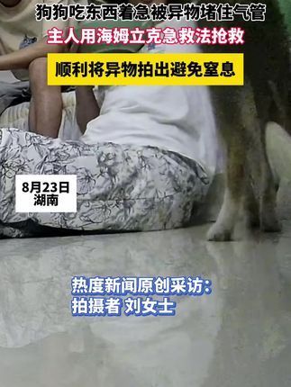 狗狗吃东西着急被异物堵住气管,主人用海姆立克急救法抢救,顺利将...