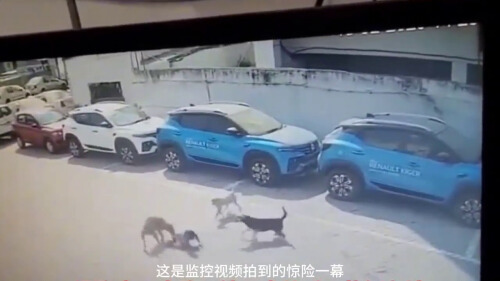 流浪狗撕咬五岁小孩,小孩痛苦大声求救