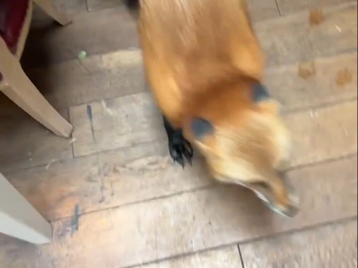 狐:嘿嘿,又标记了一处地点