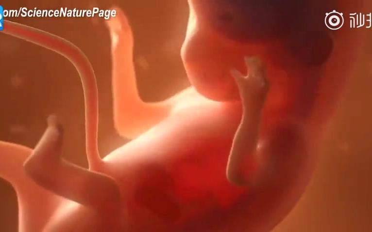 3分钟动画短片演示:生命是如何诞生的