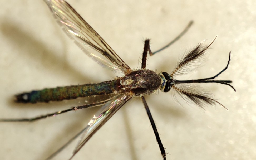 红米K30Pro微距模式看蚊子如何吸血,清晰到堪称显微镜,巨清楚!