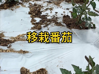 育苗一时爽,移栽火葬场