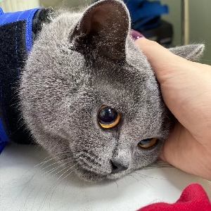 椰羊胡桃粥 