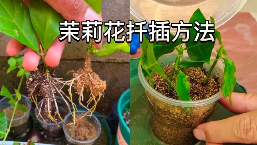 茉莉花这样扦插,简单方便成活率高,使用蛭石河沙营养土都可以