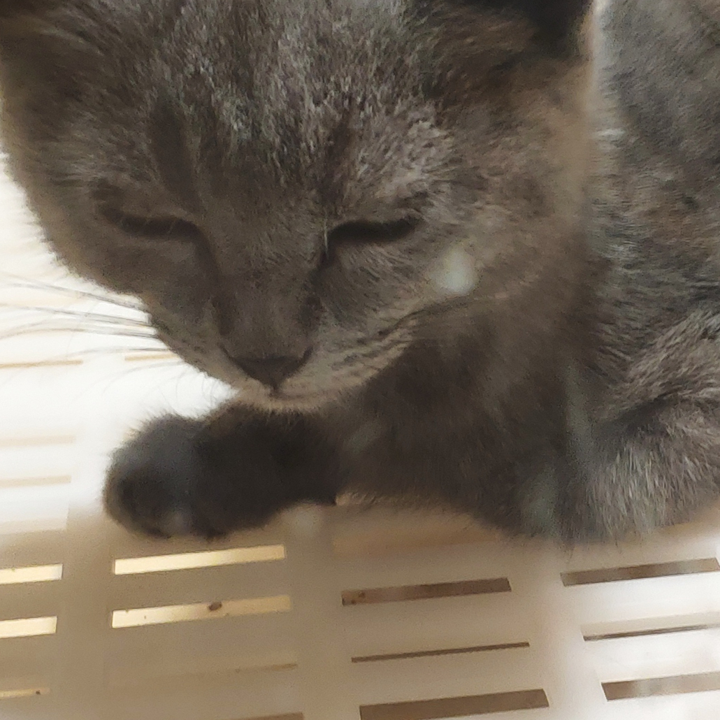 猫猫b_d 