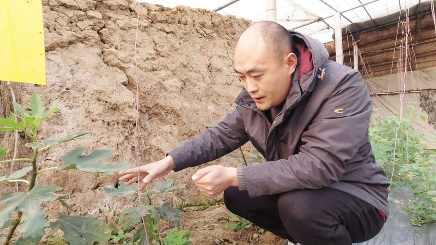 为啥你栽的树苗活不了几棵?告诉你这些栽植技巧,别再用错了