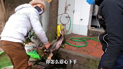 男子正要屠宰一只小狗,热心小哥急忙阻止,最后直接花钱买下