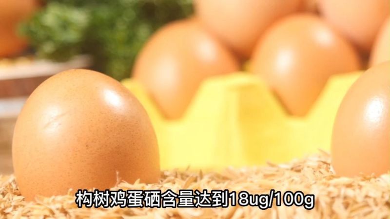 构树鸡蛋硒含量高提免疫