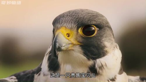 掠鸟的生命公式六鸟定律活命全靠概率