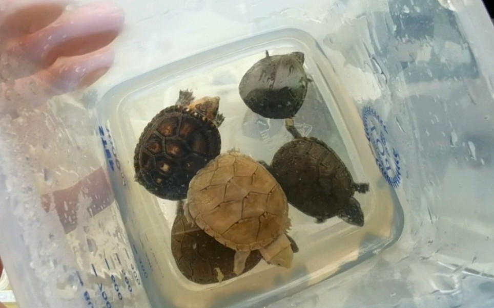 造景缸养乌龟太麻烦,还是裸缸方便