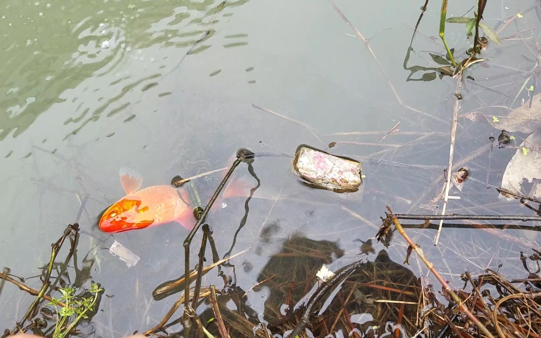 ...这次捡鱼啦,运气真好。给小龟龟们换下水。最后运气是不是用完了哎~