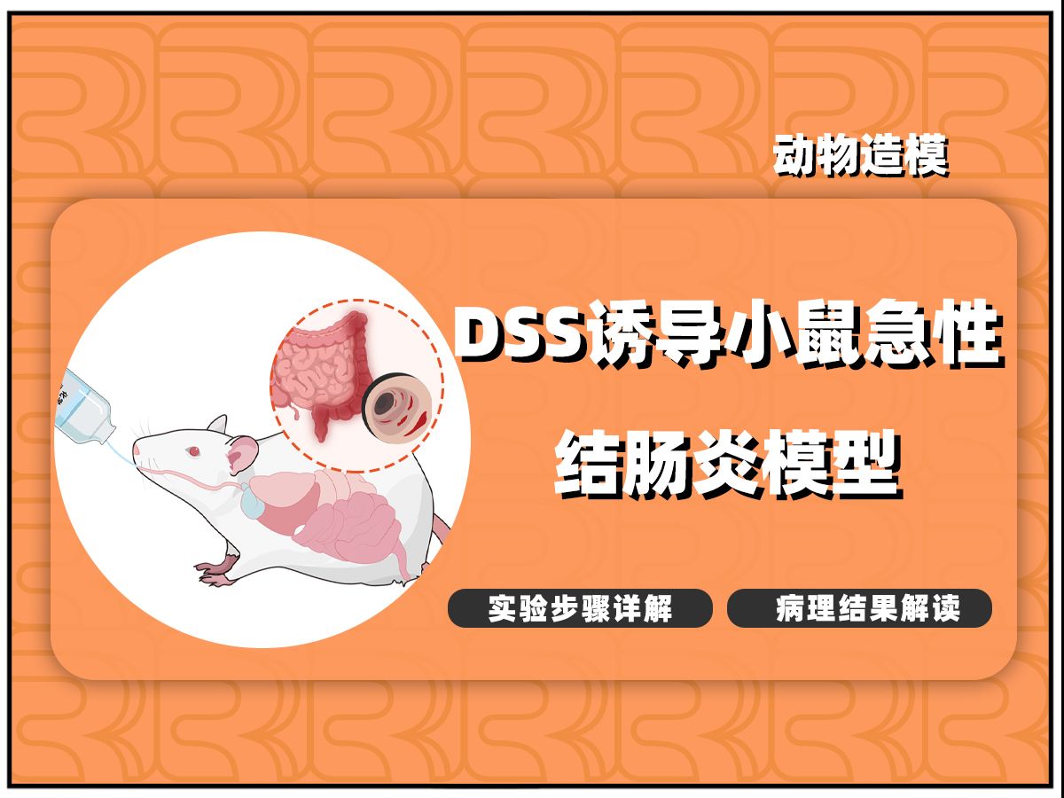 动物模型|小鼠急性结肠炎模型实验步骤及病理结果解读