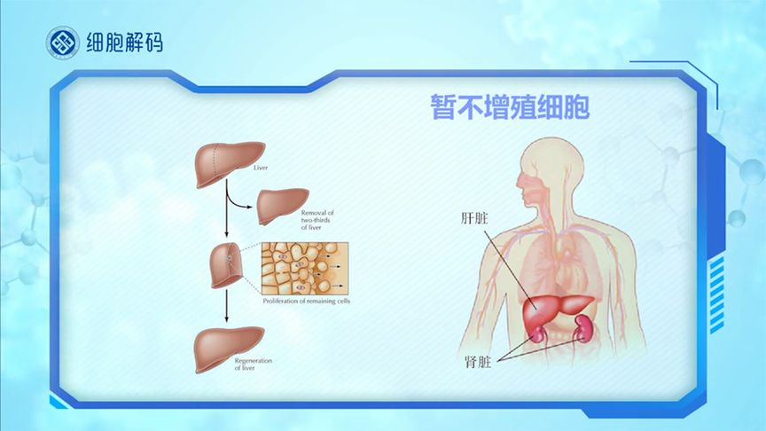 细胞解码:10.2细胞增殖与周期(下)—肿瘤细胞周期