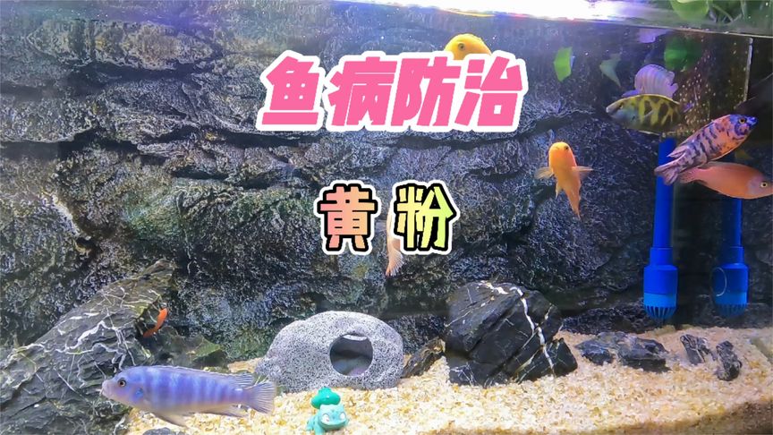 养鱼笔记第2季71集:观赏鱼常用药,黄粉,鱼病消炎效果神奇