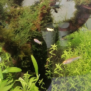 明思先行 