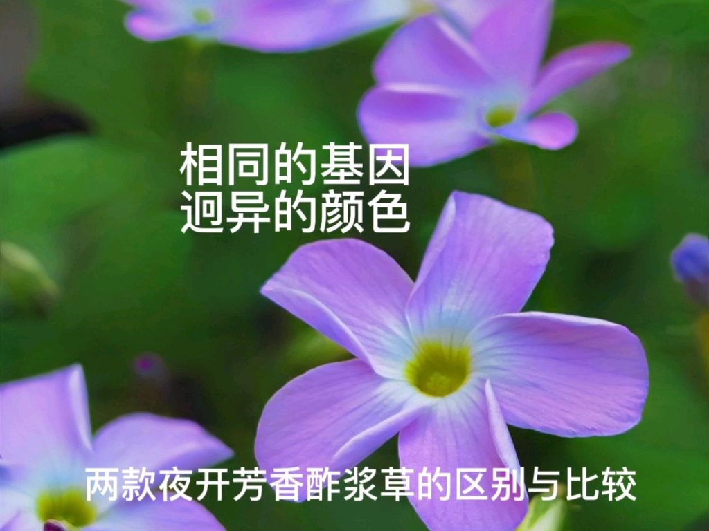2款香味浓郁夜间开放,适合上班族和学生的酢浆草早花品种区别与比较