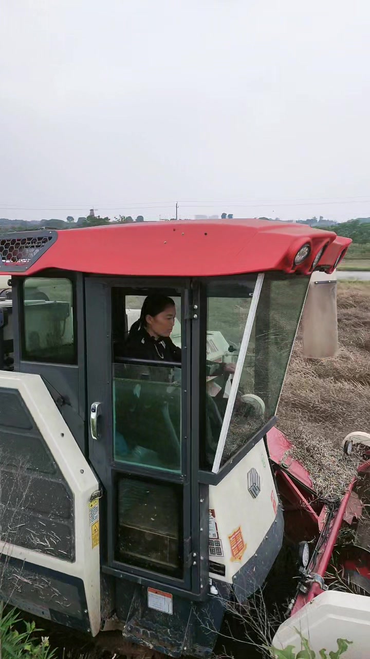 这个油菜枯了,怕会下雨,早上七点就开始了,结果下午还是下雨了#收割...