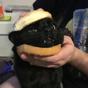 捉条奶牛猫 