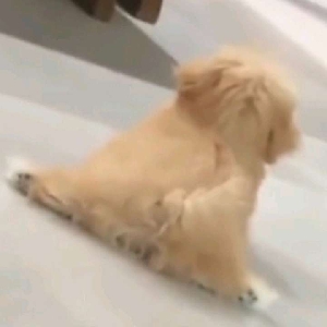 嘁嘁37 